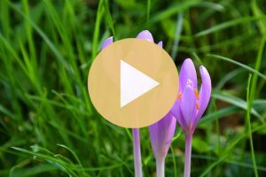 Colchiques dans les prés - EAC57