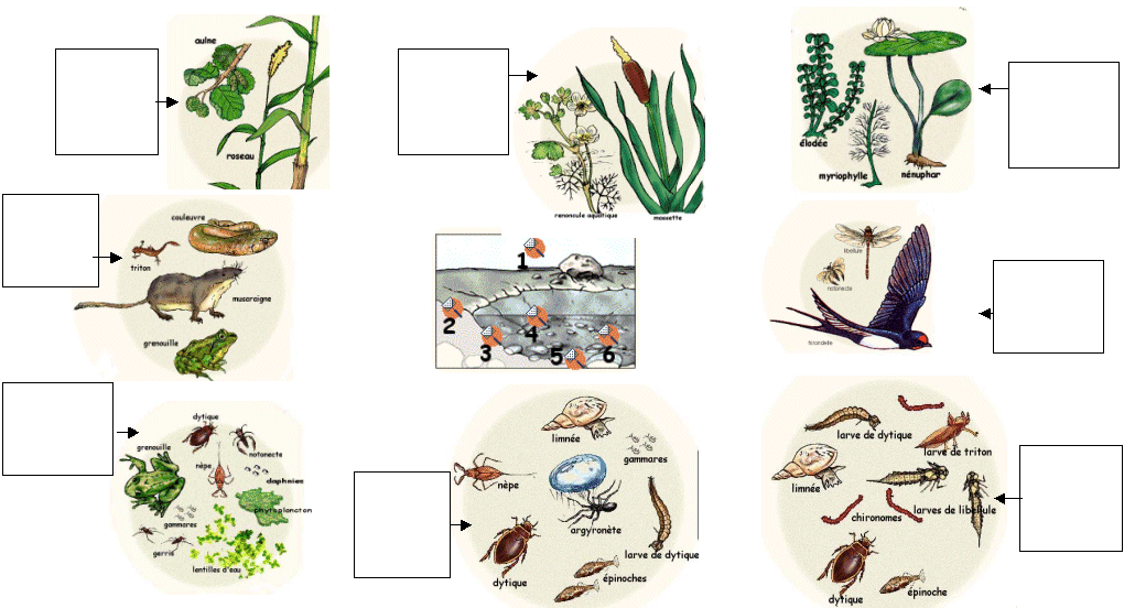 Ecosystème d'une mare